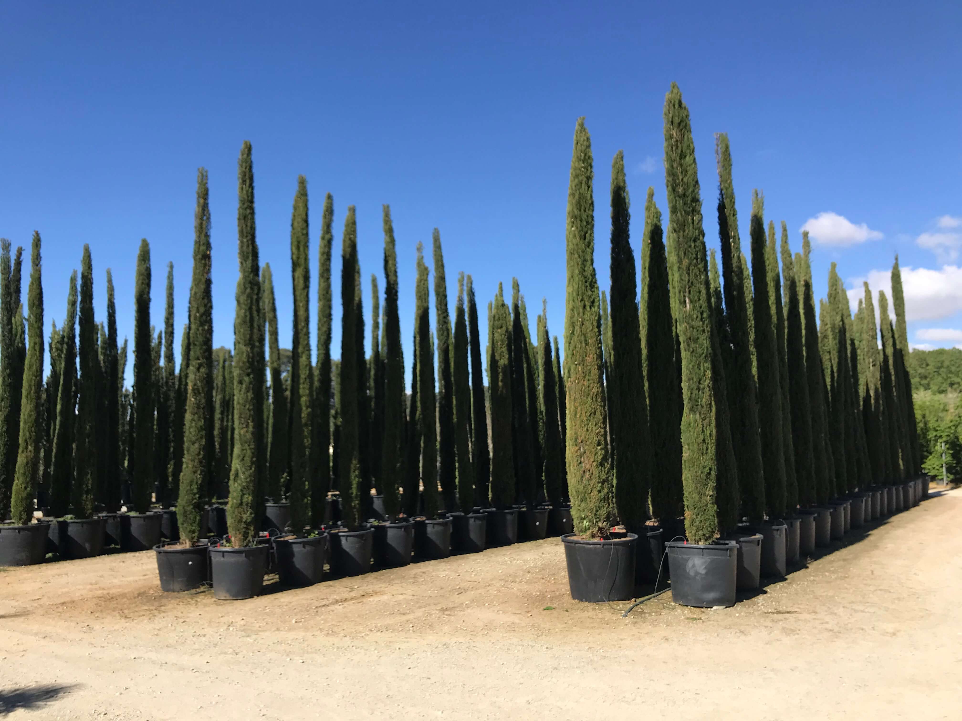 Coníferas - Viveros de Cardedeu