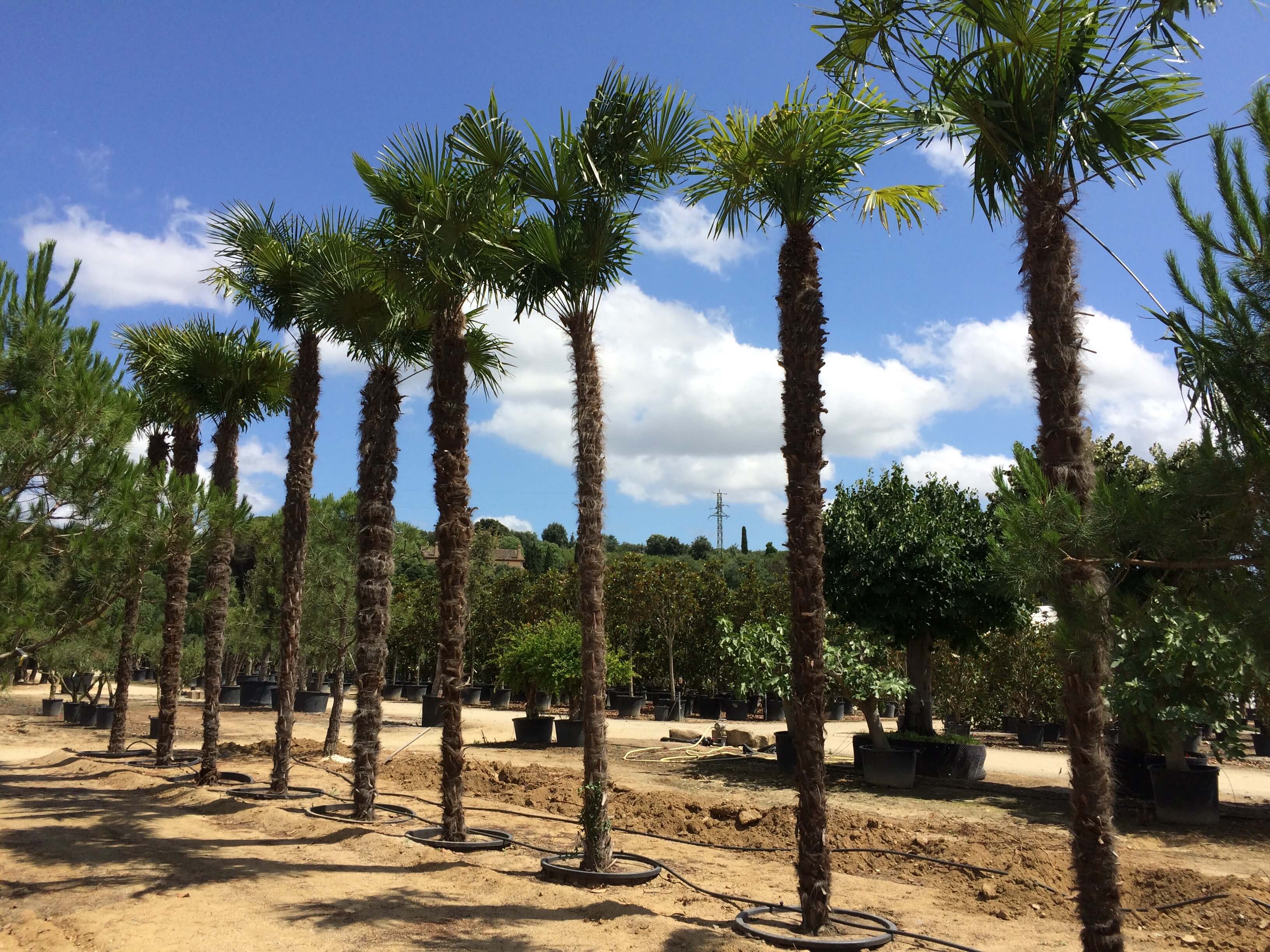 Palmeras - Viveros de Cardedeu